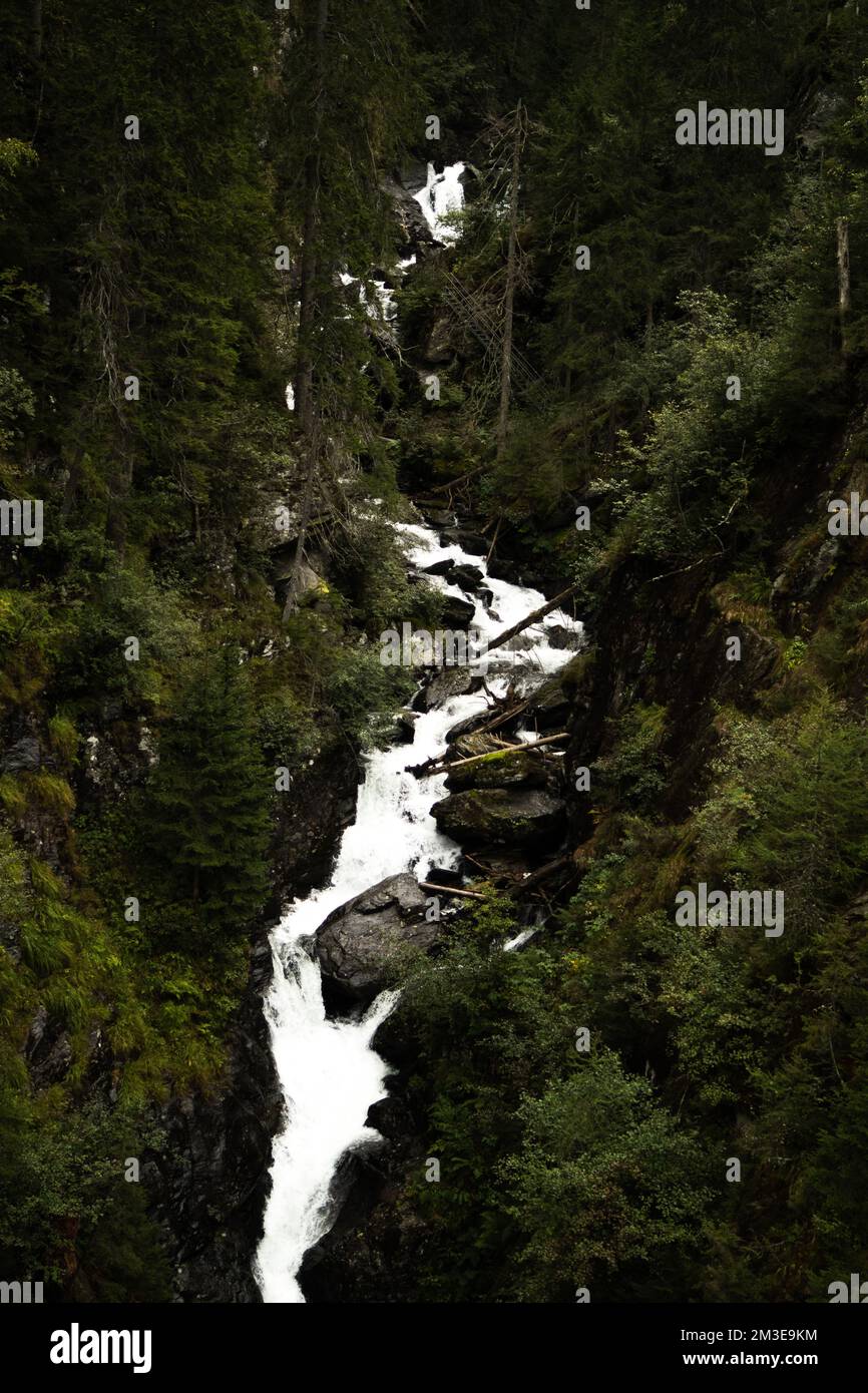 A vertical shot of a waterfall surrounded by evergreen trees of a dense ...