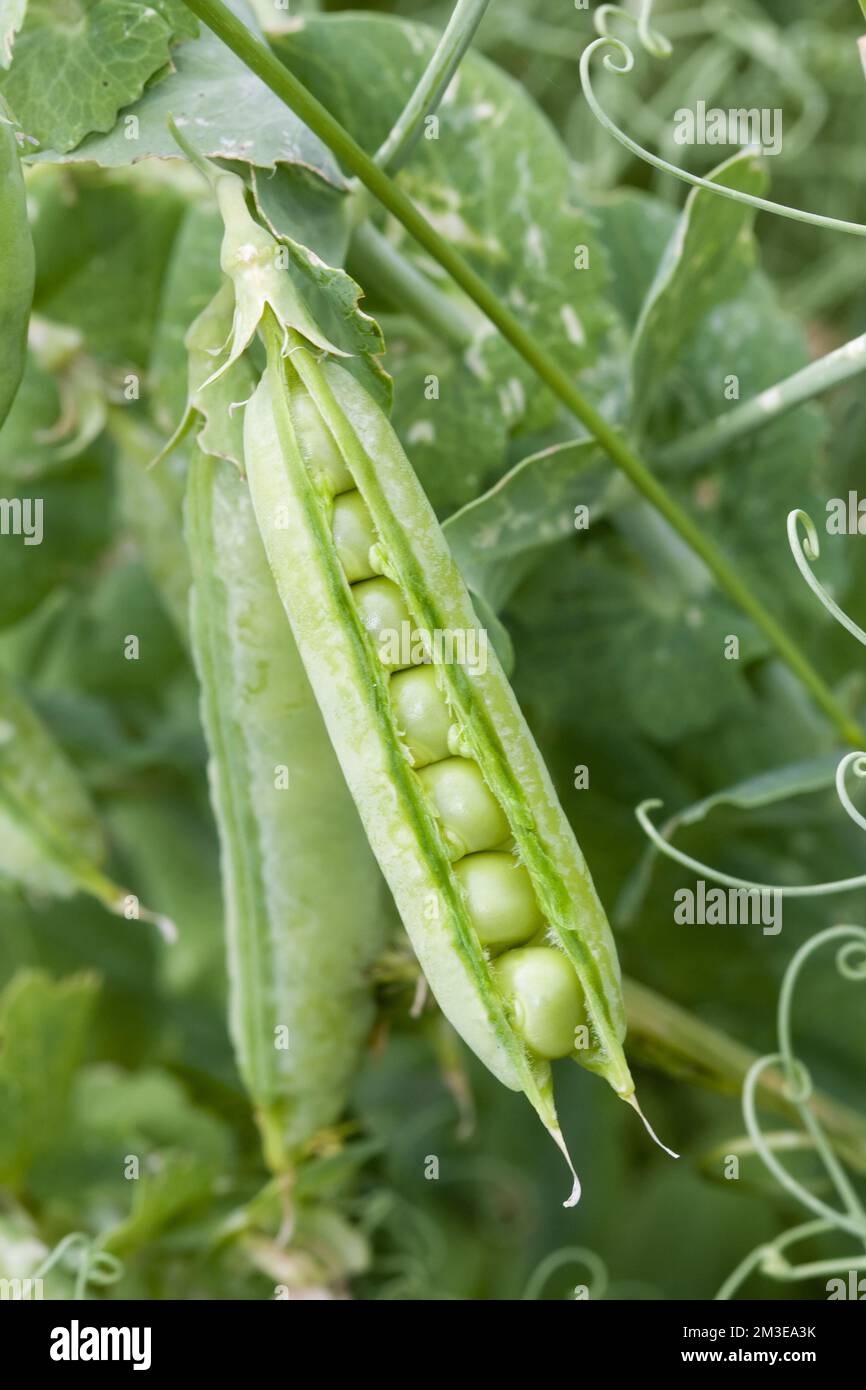 Pea in pod hi-res stock photography and images - Alamy