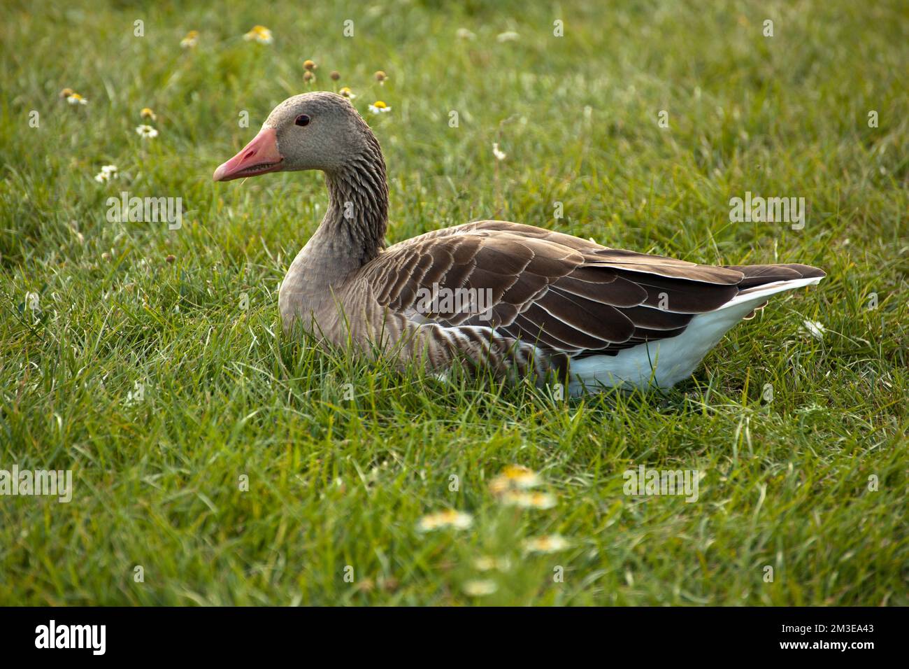 European wild goose hi-res stock photography and images - Alamy