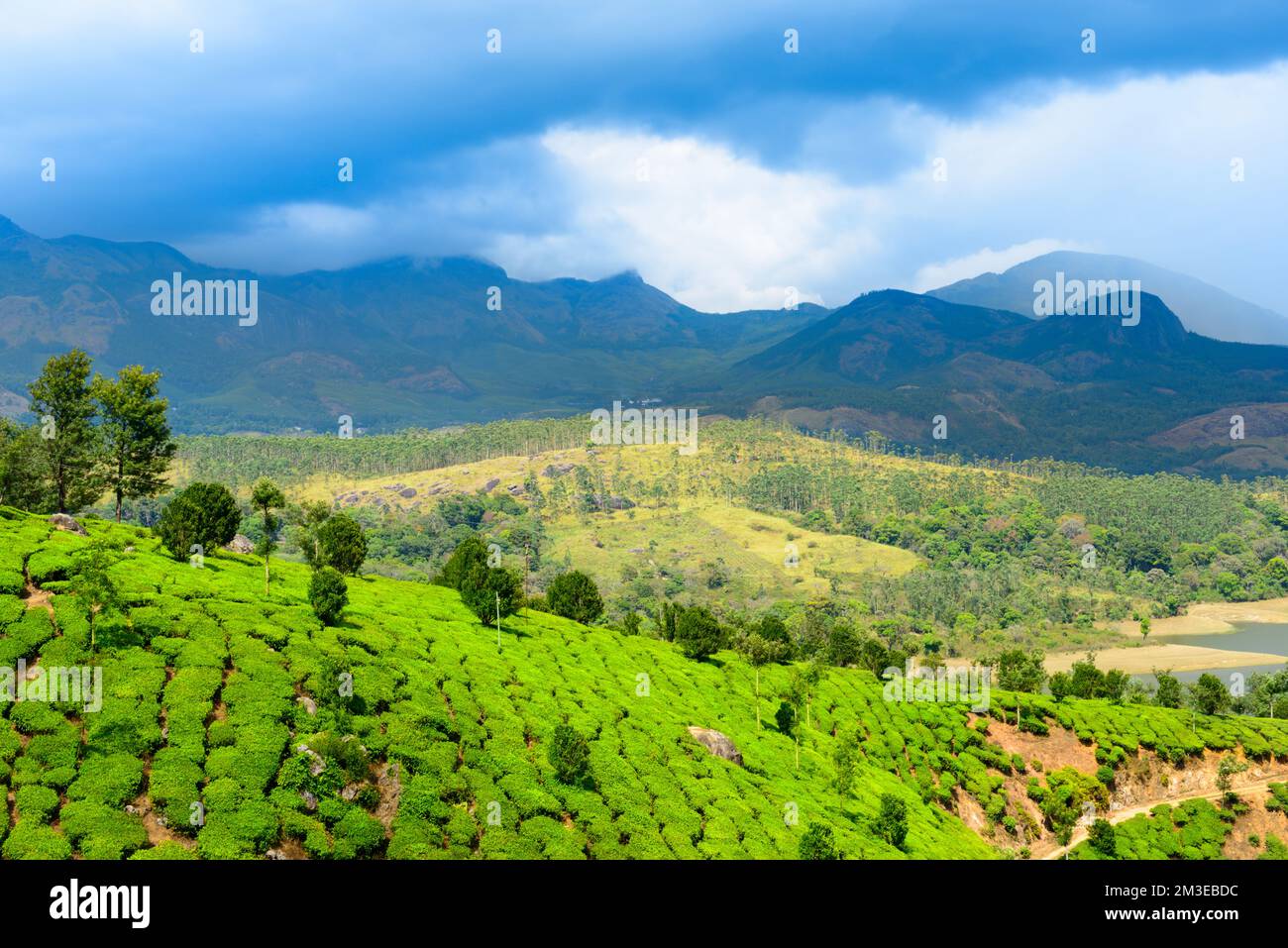 beautiful scene of India with hills, green tea plantations and blue sky ...