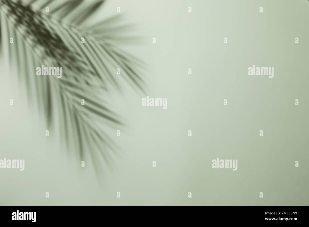 simple, minimal and desaturated background with leaves of palm trees ...