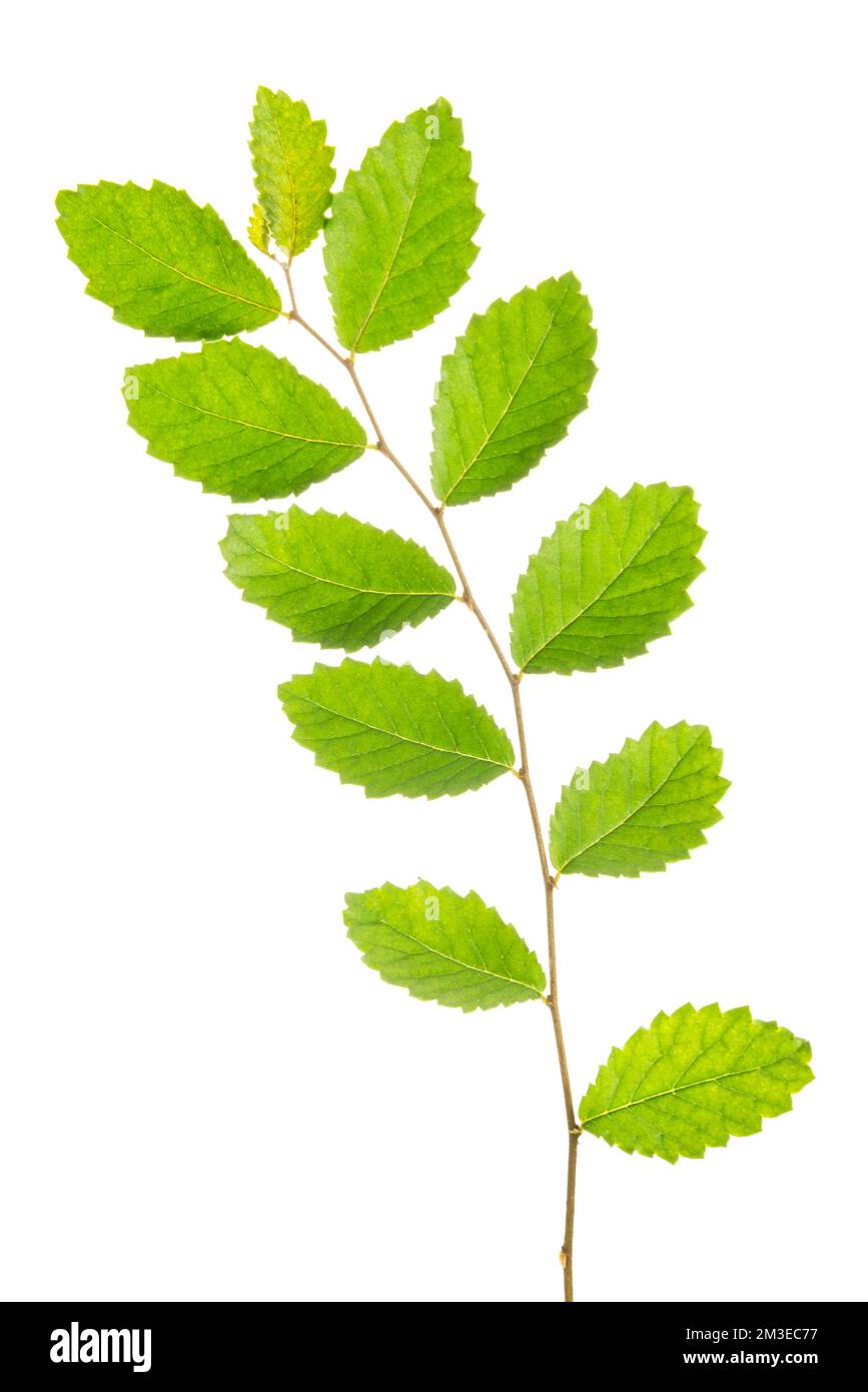 elm twig with green leaves isolated on white background Stock Photo - Alamy