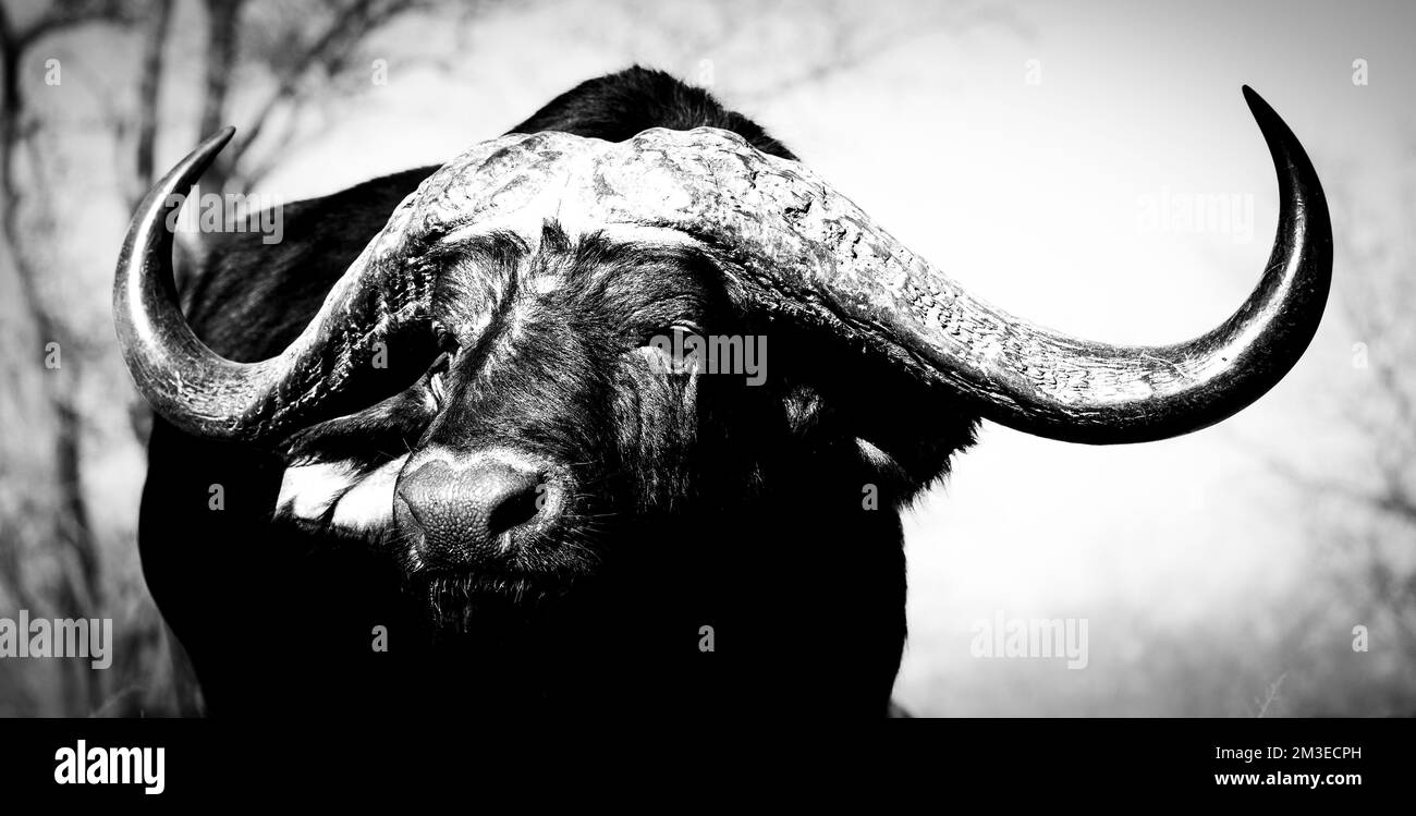 A grayscale closeup of African buffalo with big curvy horns Stock Photo ...