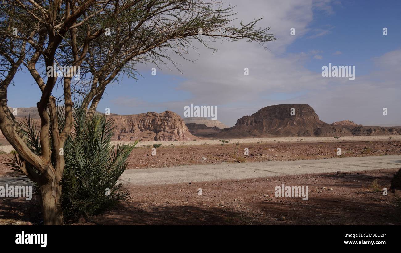 Acacia tree in geological park Timna, Israel Stock Photo - Alamy
