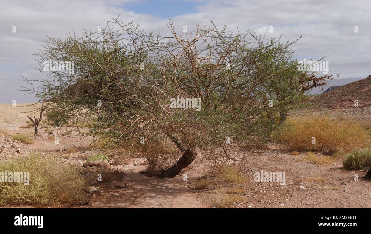 Acacia tree in geological park Timna, Israel Stock Photo - Alamy