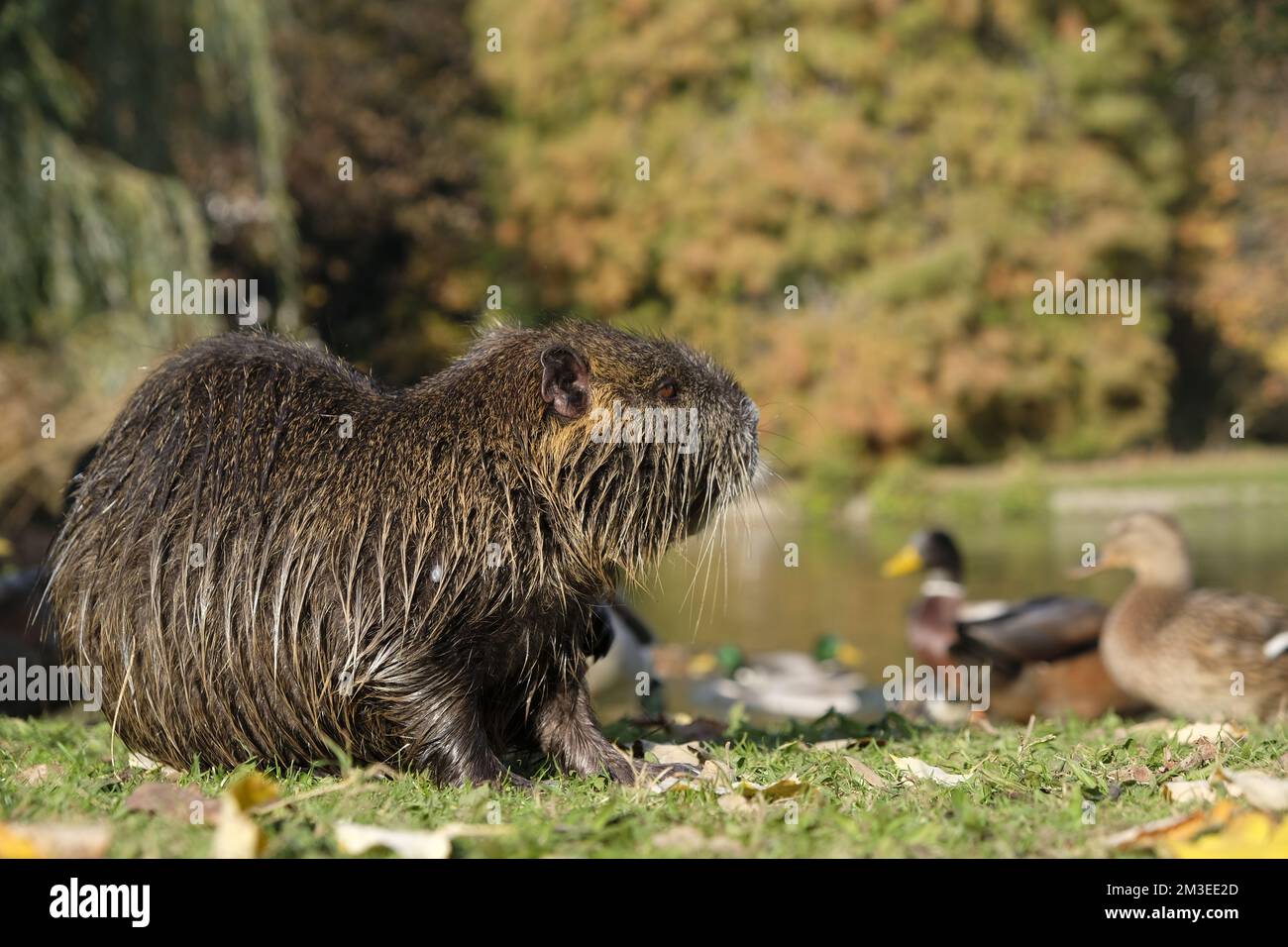 Germany frank dan hofacker hi-res stock photography and images - Alamy