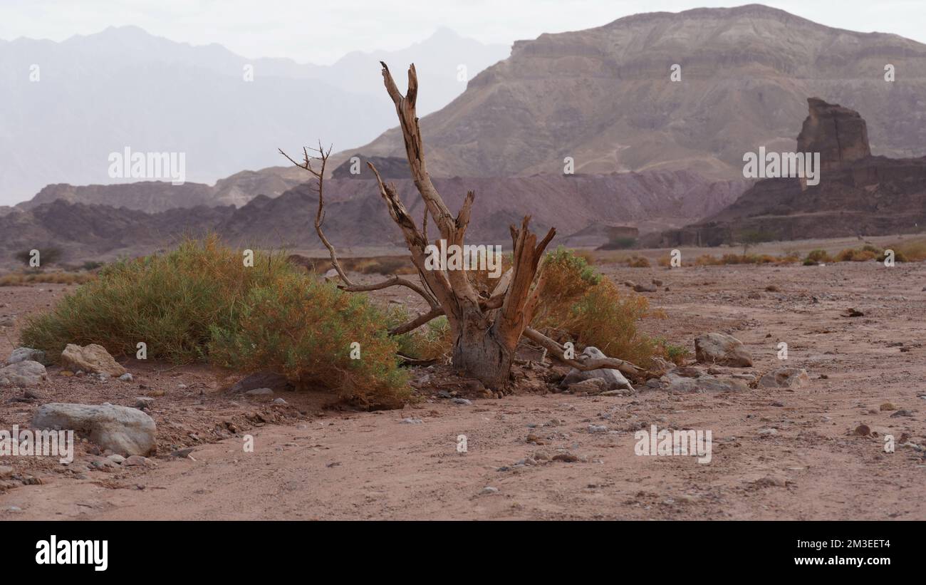 Dry acacia tree in desert of the Negev, Timna Park, Israel Stock Photo ...