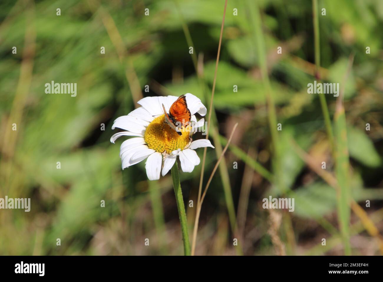 Butterfly flying on a daisy flower Stock Photo - Alamy