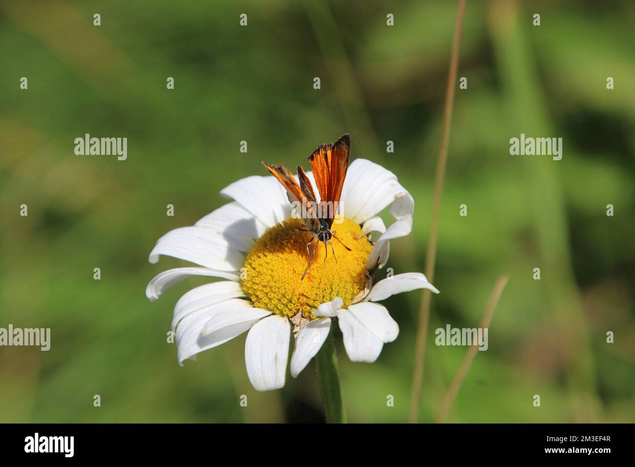 Butterfly flying on a daisy flower Stock Photo - Alamy