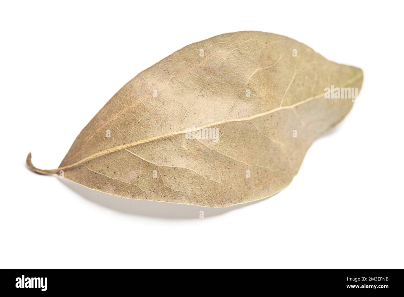 Dry bay leaf isolated on white. Dried laurel leaf seasoning Stock Photo ...