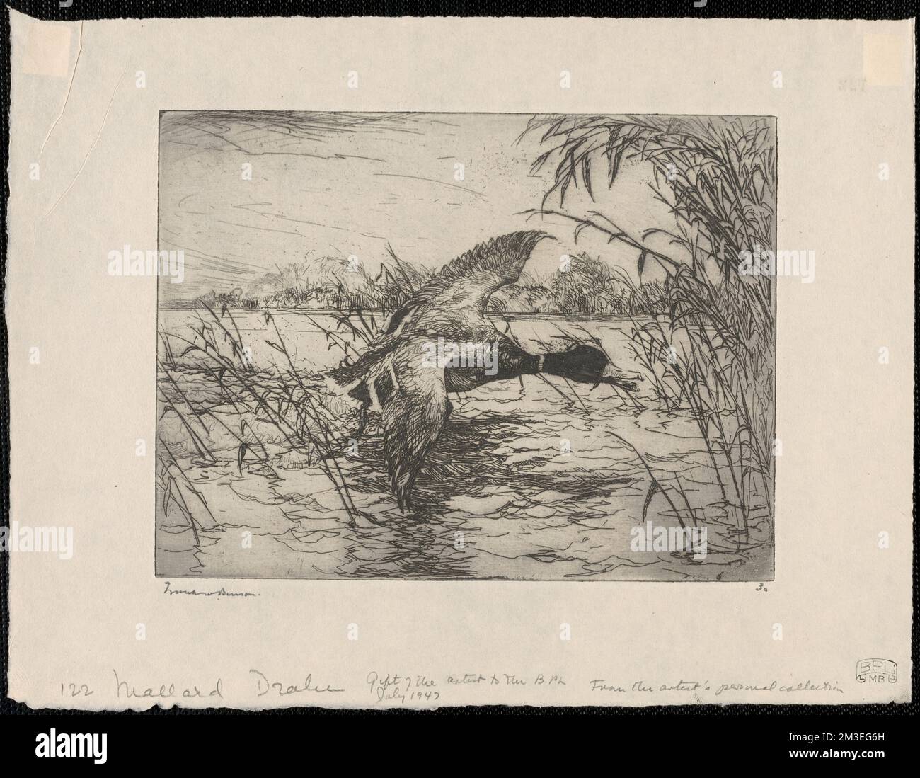 Mallard drake , Ducks, Flying, Grasses, Mallard. Frank W. Benson (1862 ...