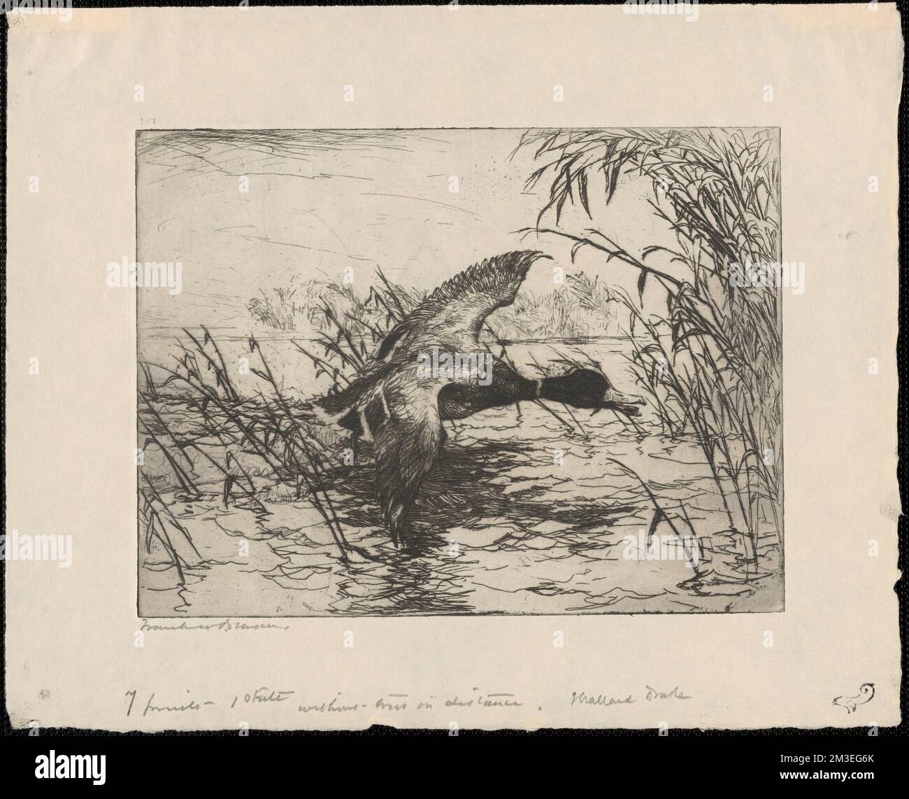 Mallard drake , Ducks, Flying, Grasses, Mallard. Frank W. Benson (1862 ...