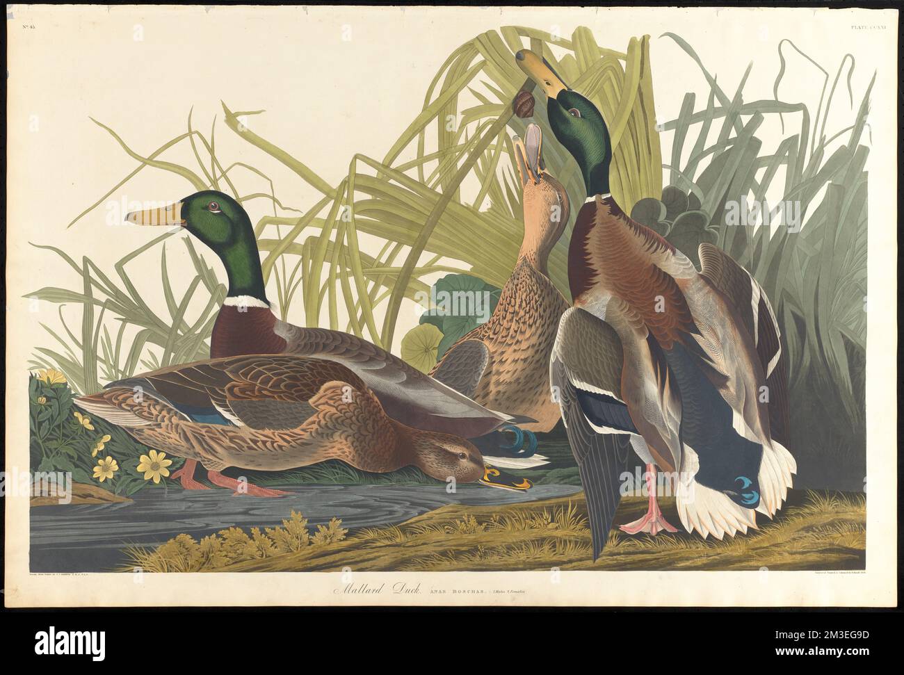 Mallard duck : Anas Boschas, L. 1. Males. 2. Females. c.1 v.3 plate 221 ...