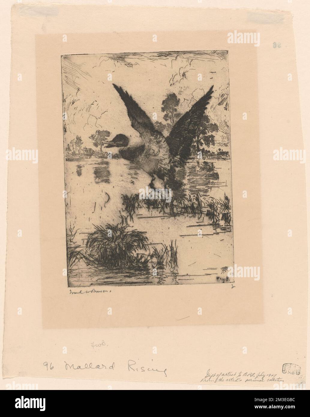 Mallard rising , Ducks, Flying, Wetlands, Mallard. Frank W. Benson ...