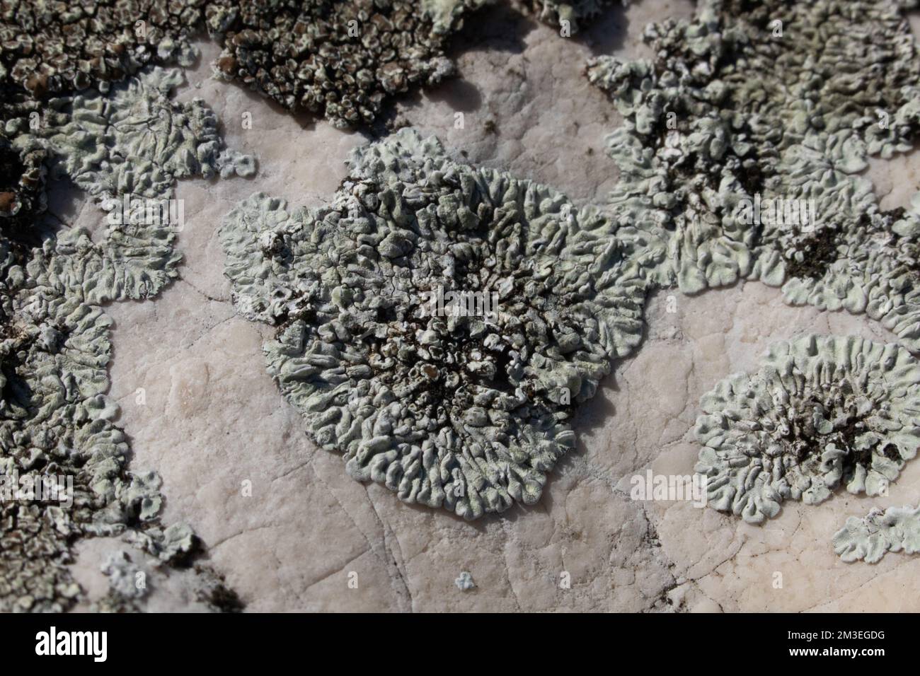 Parasitic algae hi-res stock photography and images - Alamy