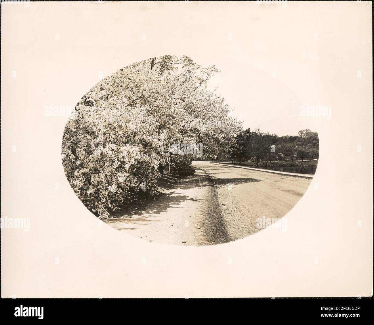 Malus arnoldiana, Arnold Arboretum, roadway along pond , Roads, Apple ...