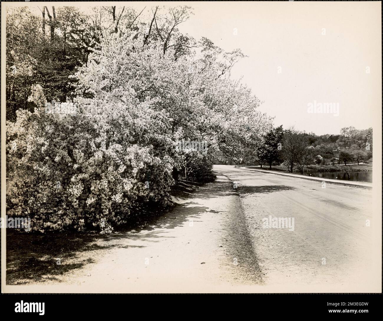 Malus arnoldiana, Arnold Arboretum, roadway along pond , Roads, Apple ...