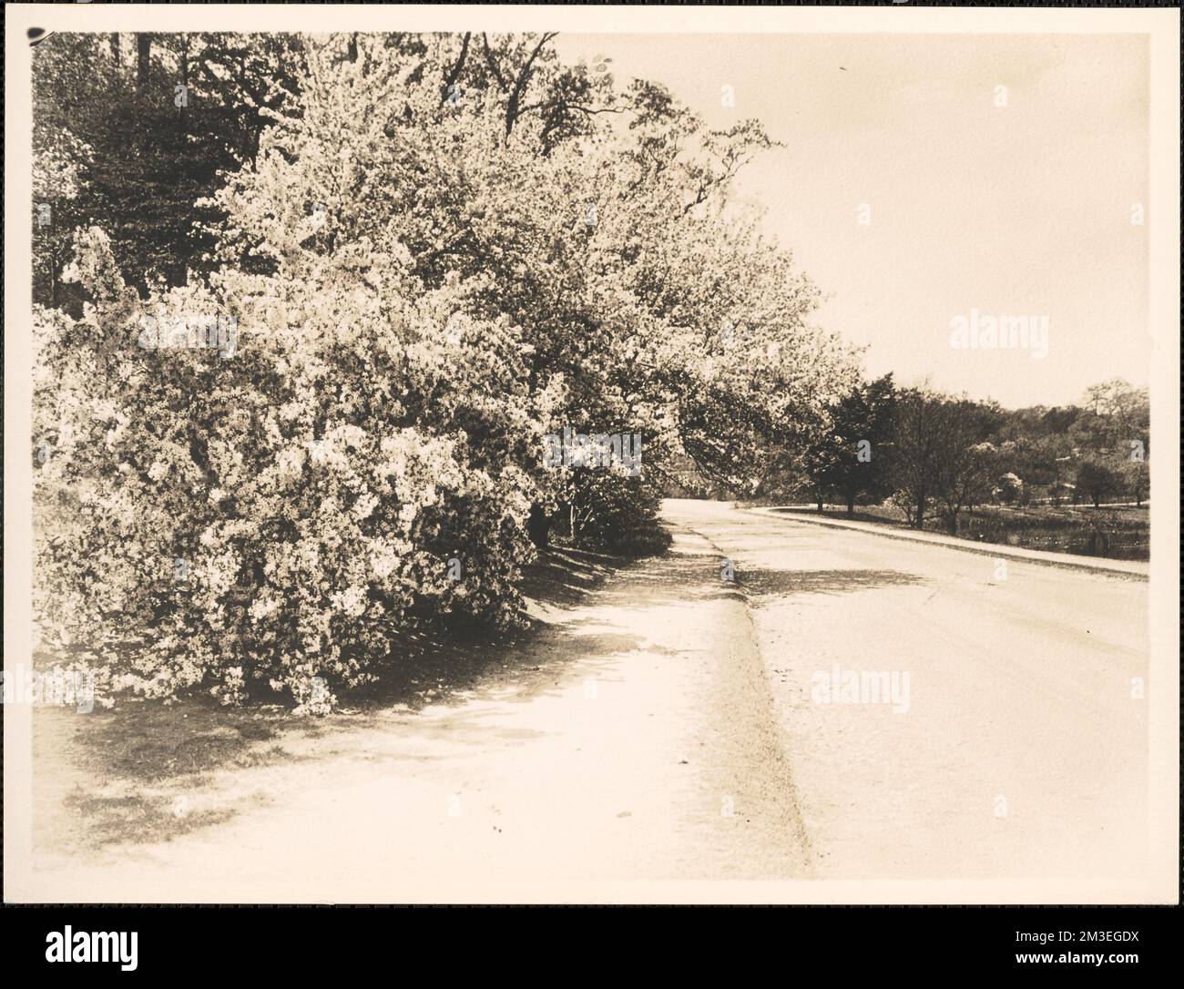 Malus arnoldiana, Arnold Arboretum, roadway along pond , Roads, Apple ...
