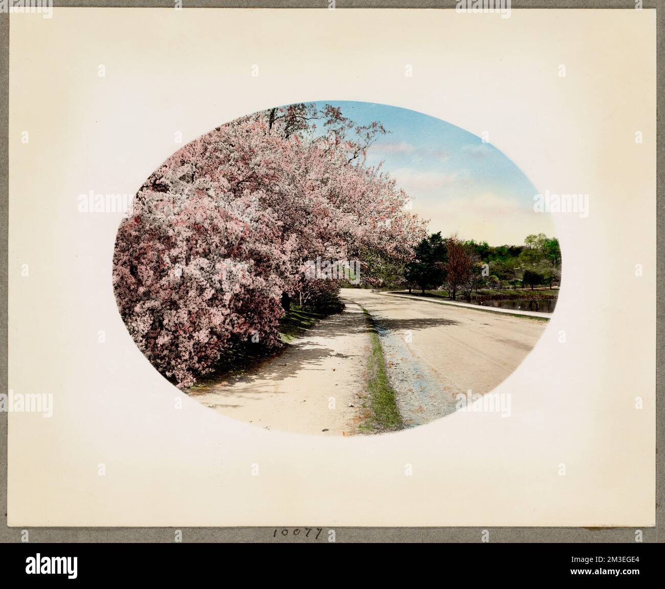 Malus arnoldiana, Arnold Arboretum, roadway along pond , Roads, Apple ...