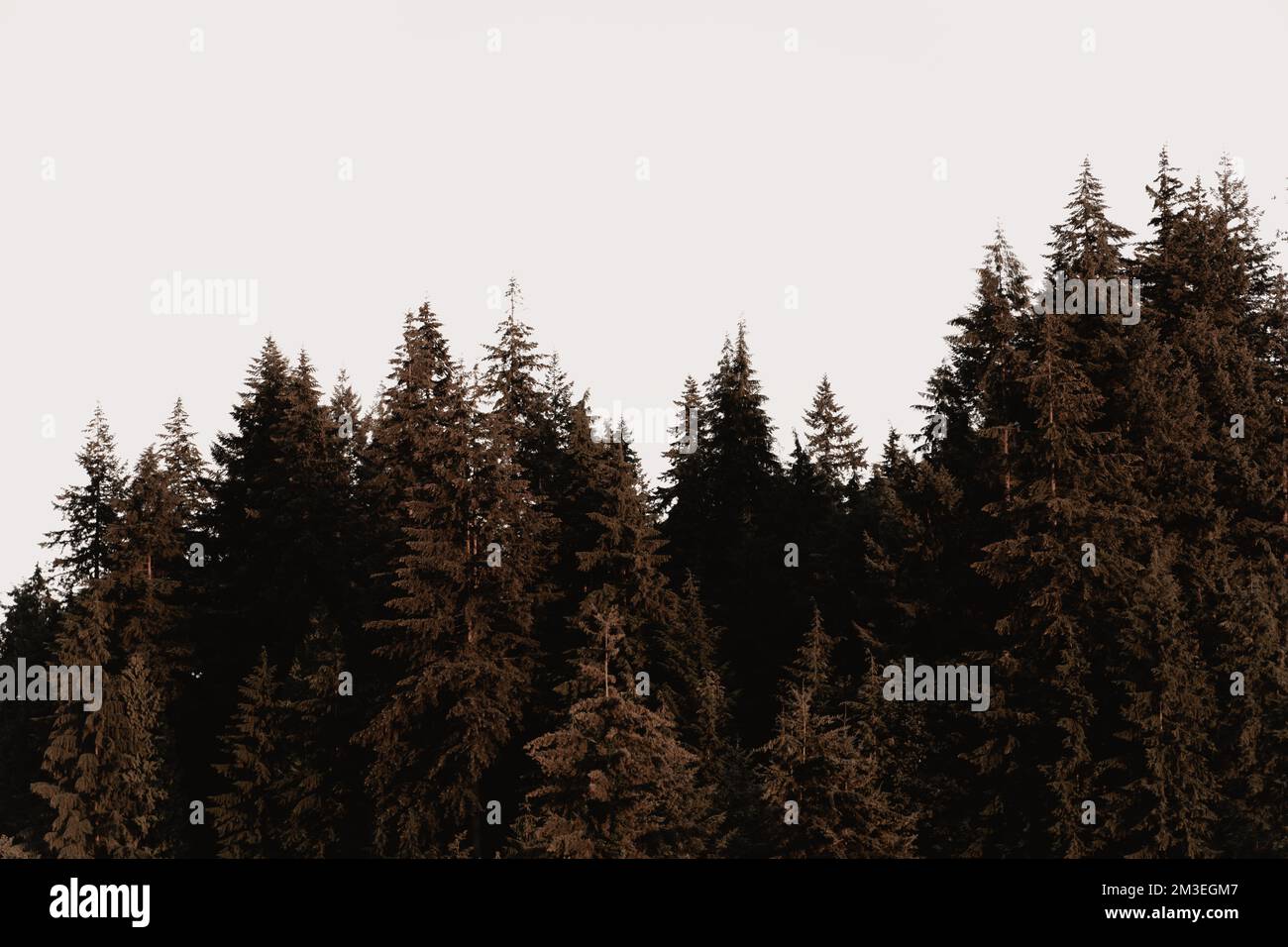 The white sky over the high dense trees Stock Photo - Alamy