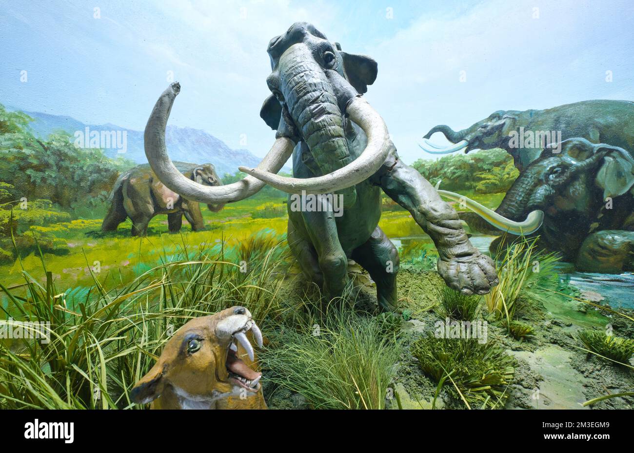 Saber toothed tiger museum hi-res stock photography and images - Alamy