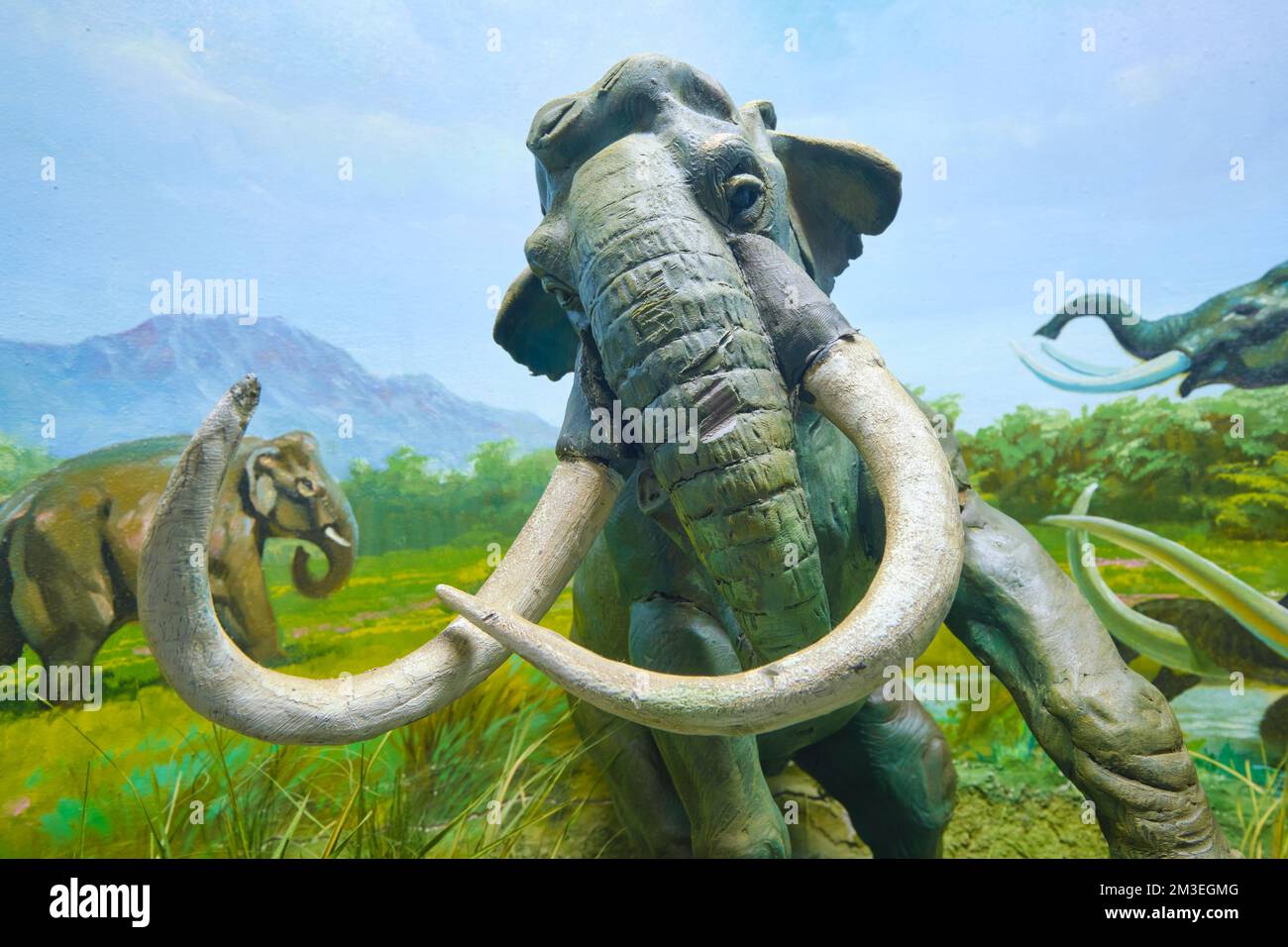 A mastadon with big ivory tusks, defending itself against a saber tooth ...