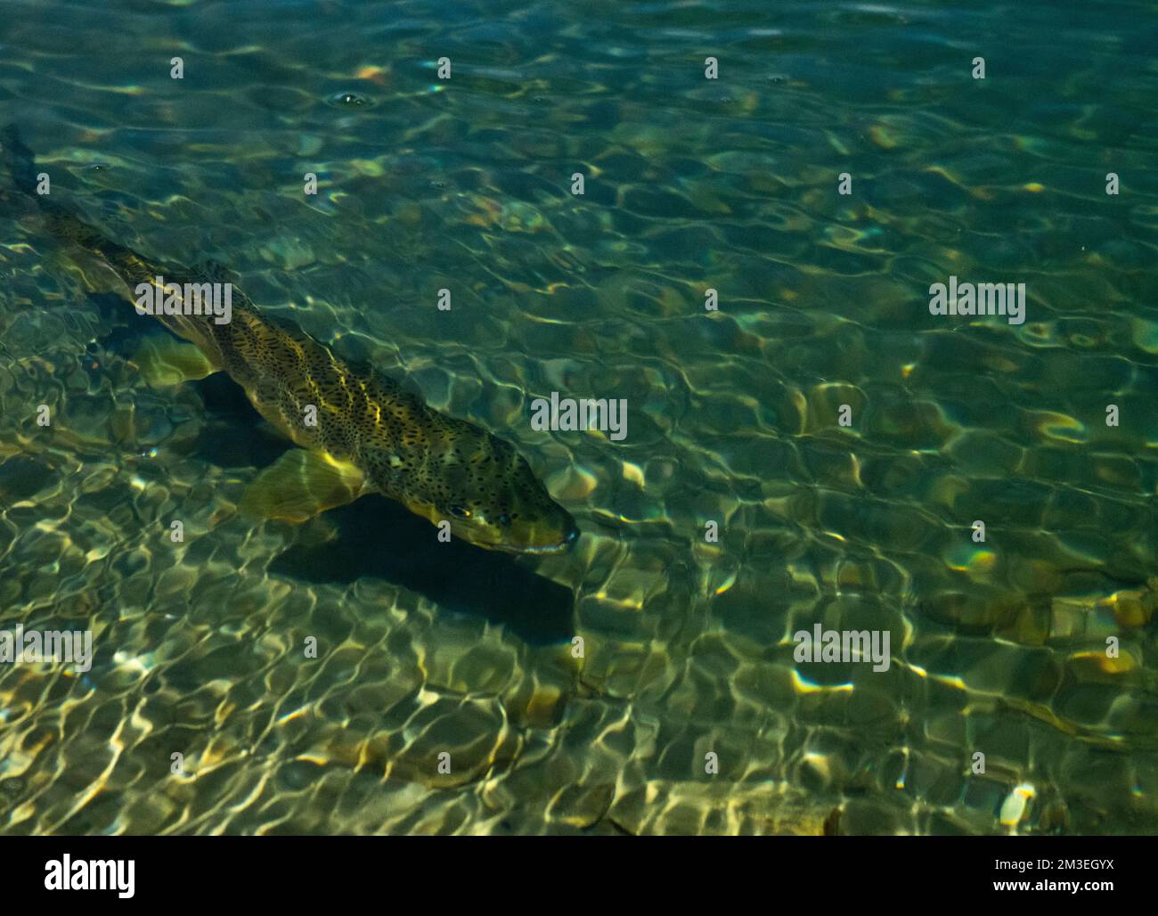 A fish swimming underwater in a pond with small rocks in daylight Stock ...