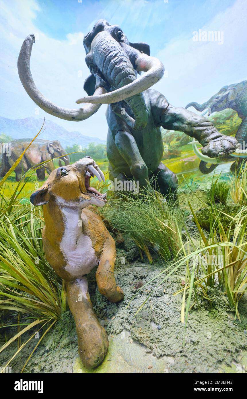 A mastadon with big ivory tusks, defending itself against a saber tooth ...