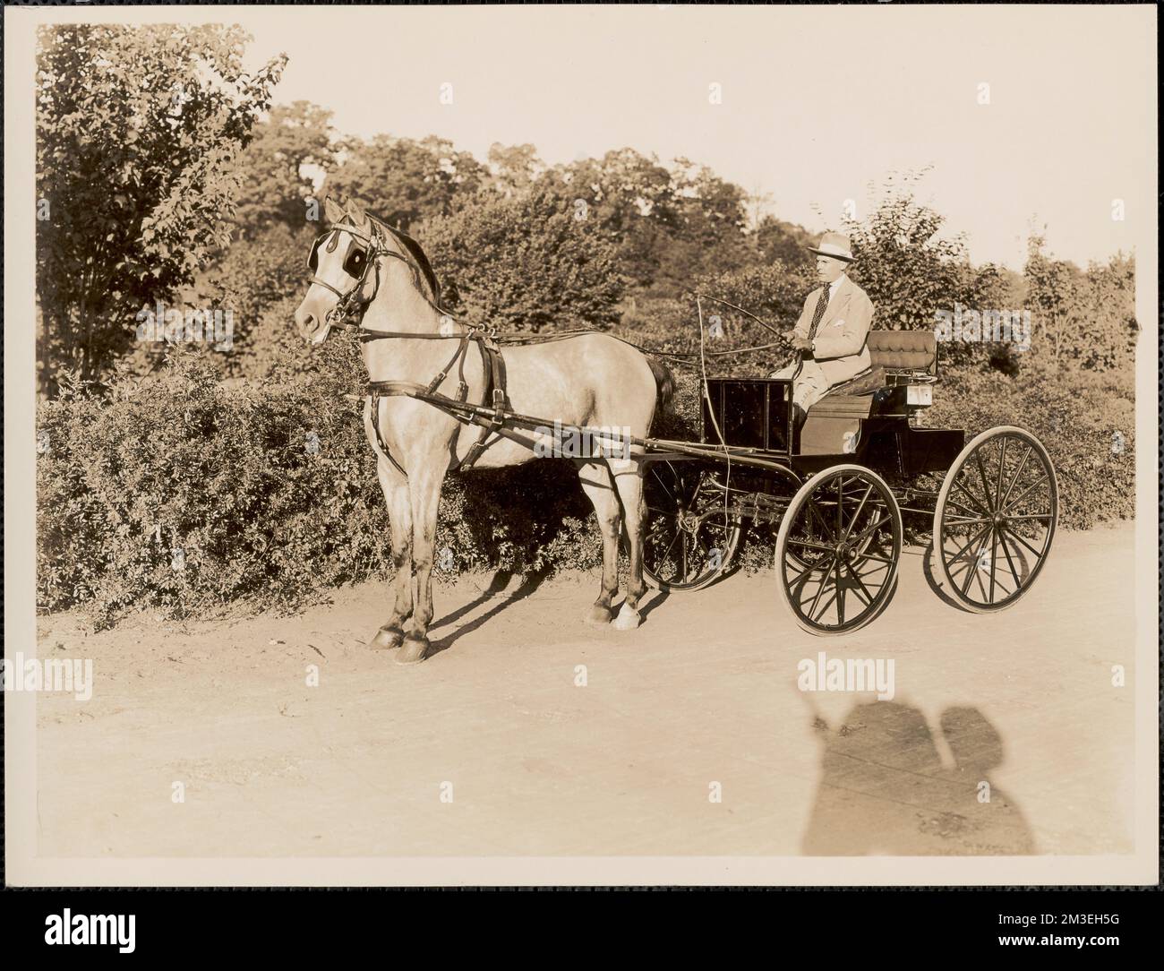 Buggy león hi-res stock photography and images - Alamy