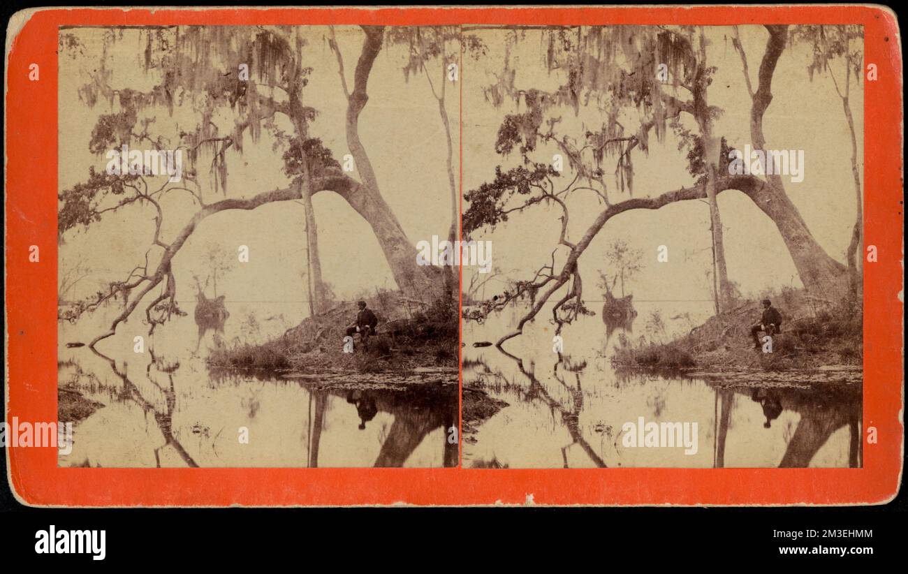 Man seated under a tree by an unidentified body of water , Bodies of ...