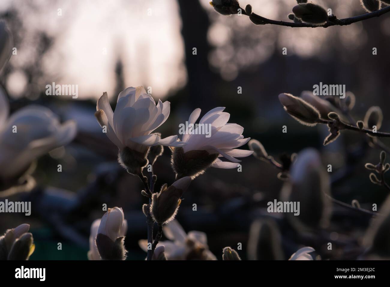 Magnolia blossom on a magnolia tree. Magnolia trees are a true splendor ...