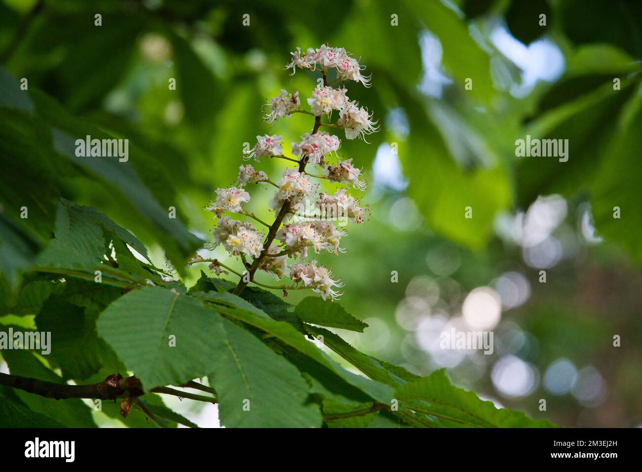 Chestnut tree flower hi-res stock photography and images - Alamy