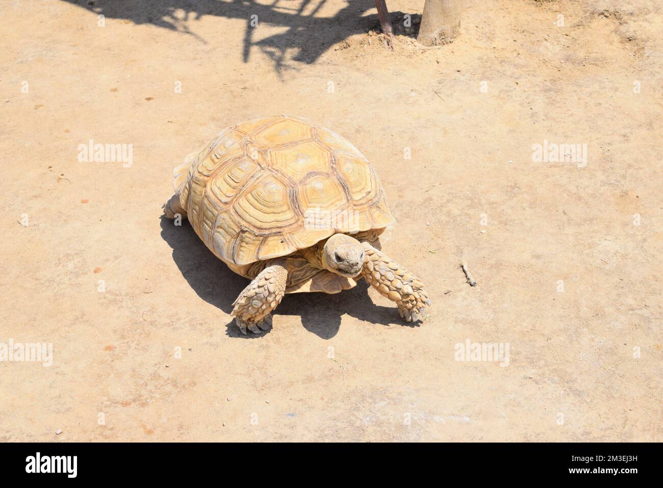 Big tortoise in the open forest Stock Photo - Alamy