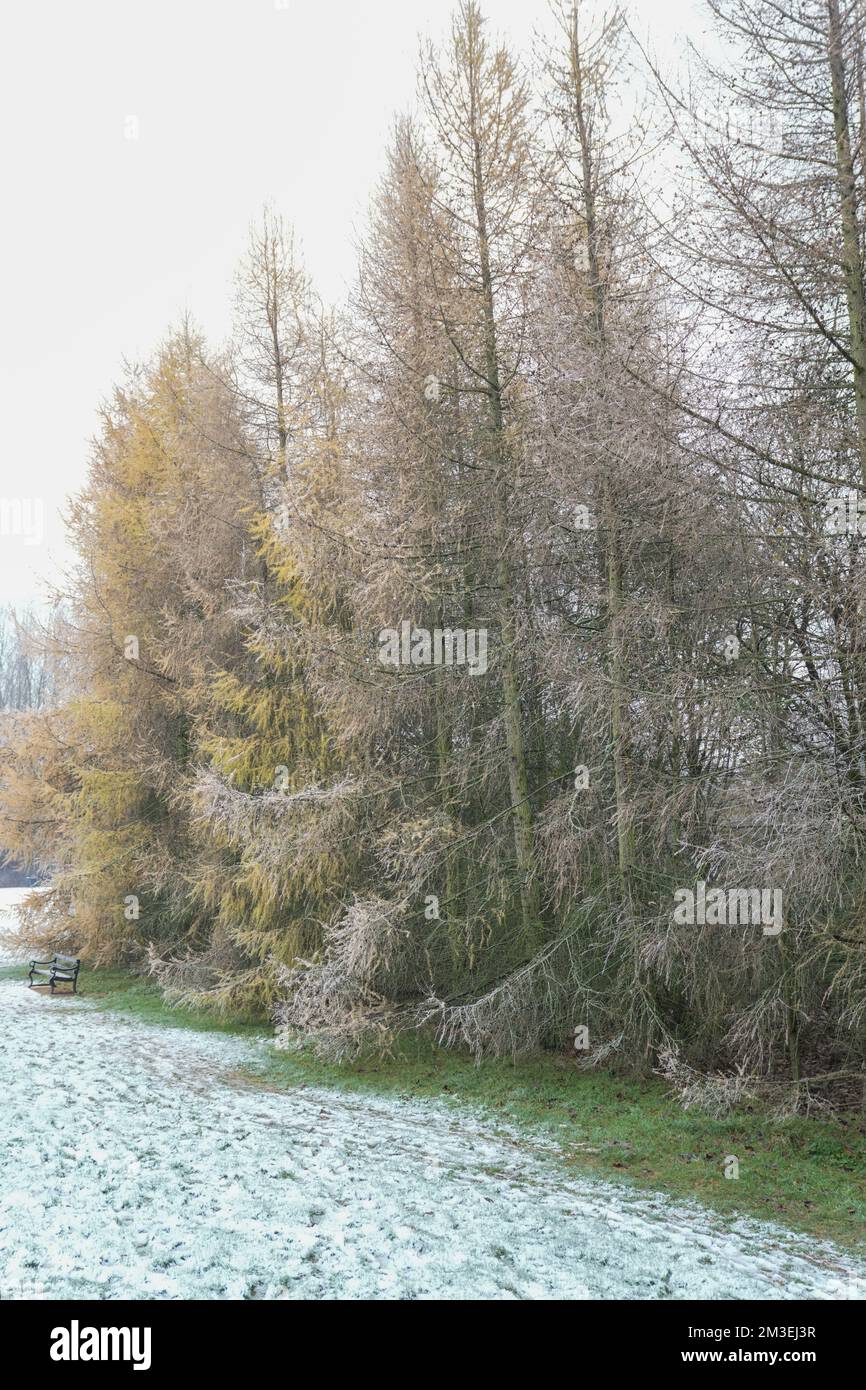 Bowring Park Liverpool in the snow Stock Photo - Alamy