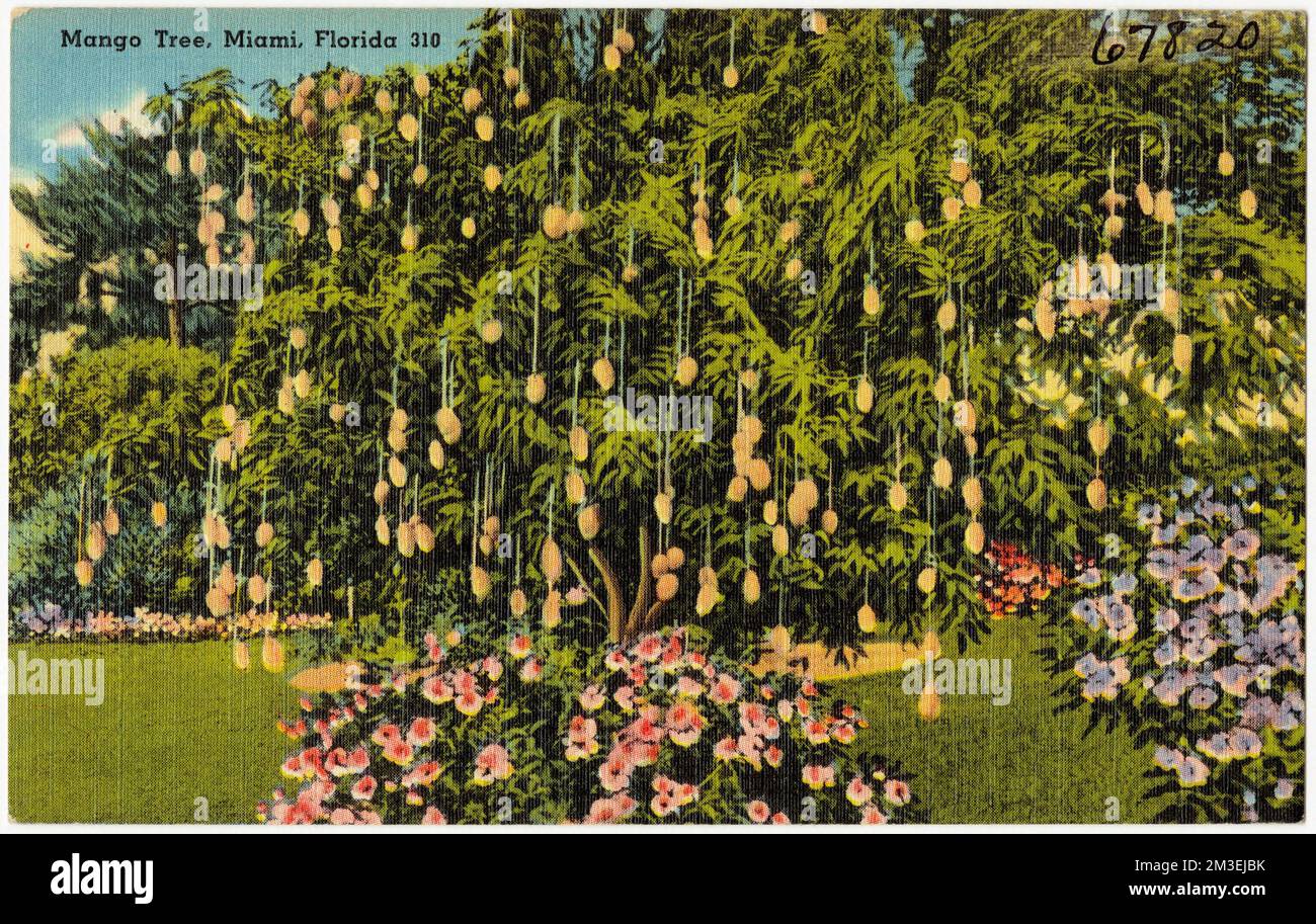 Mango tree, Miami, Florida , Tichnor Brothers Collection, postcards of ...