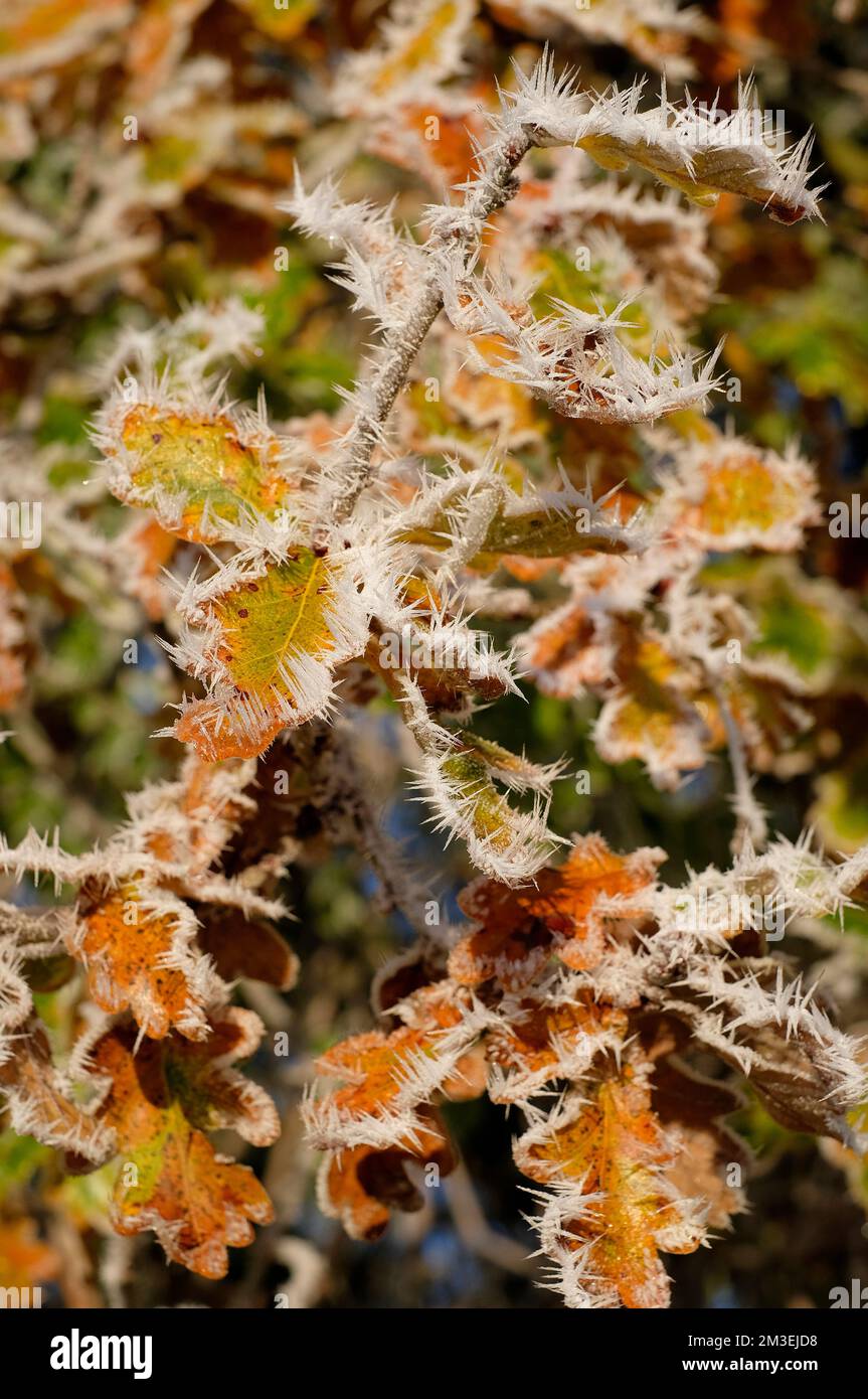 Winter oak tree hi-res stock photography and images - Alamy