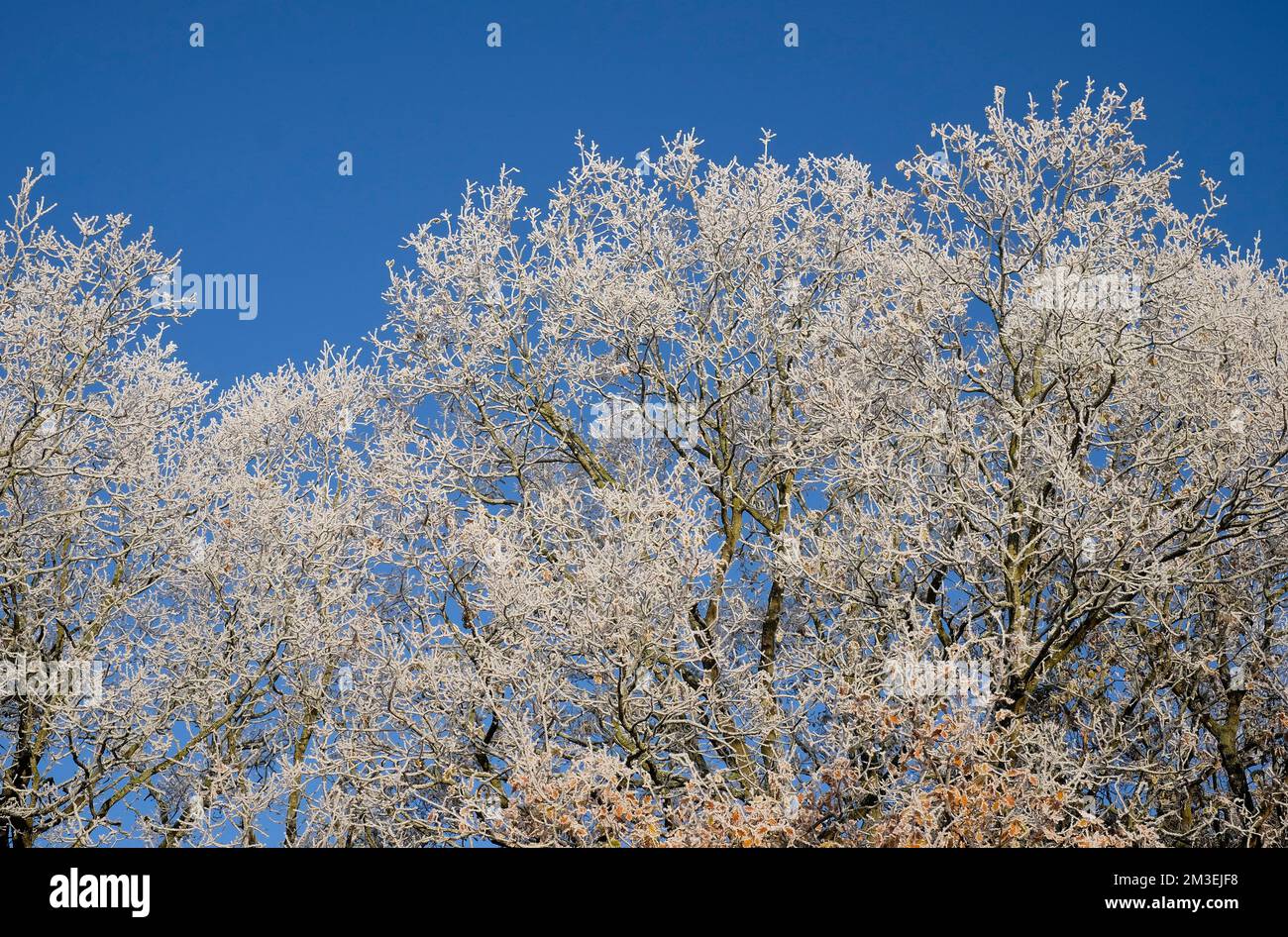 white hoar frost on trees with blue sky background Stock Photo - Alamy