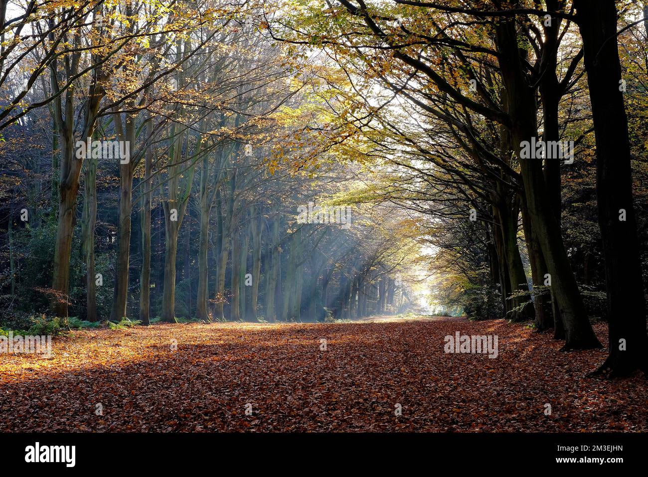 autumn at felbrigg woods, north norfolk, england Stock Photo - Alamy