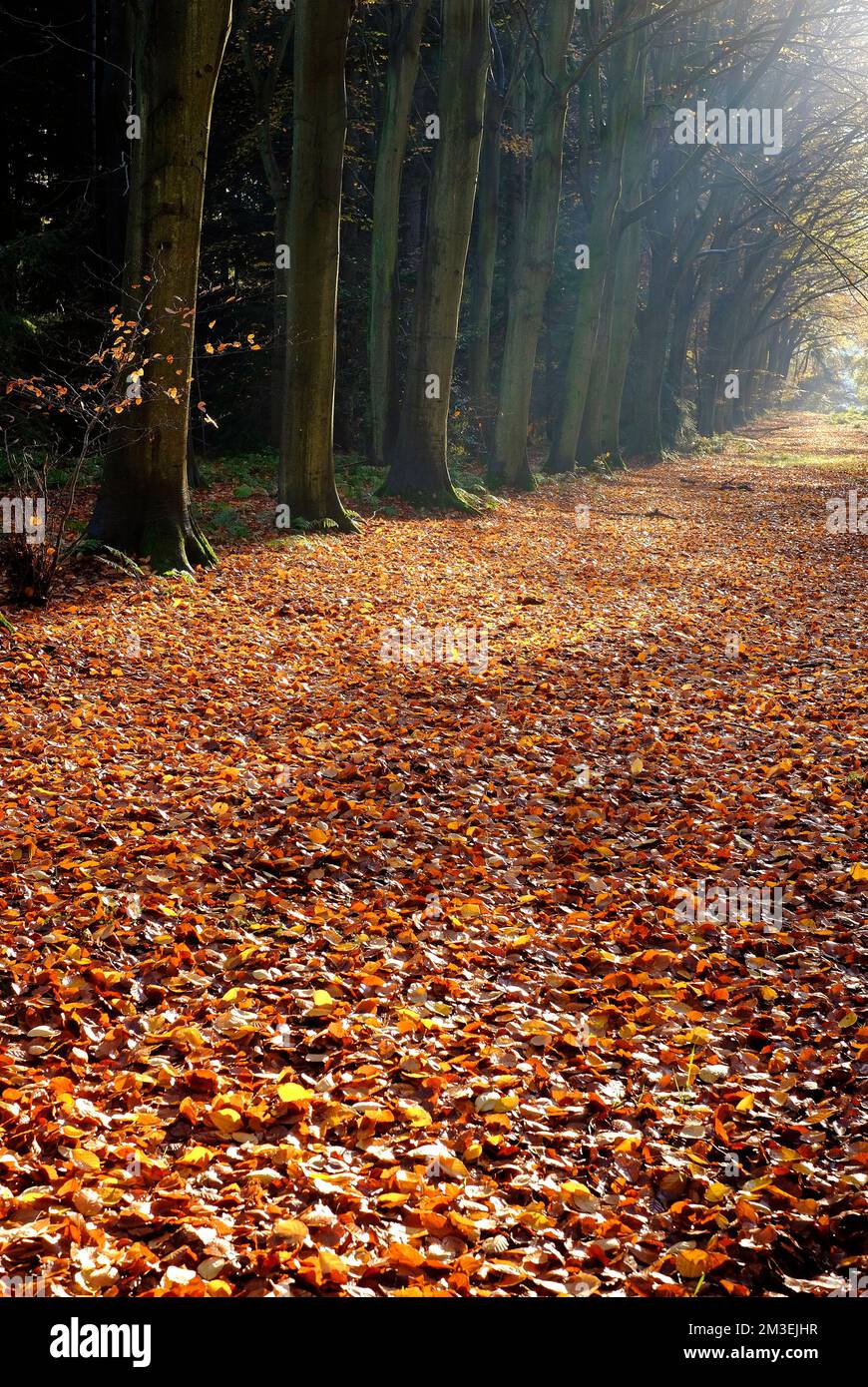autumn at felbrigg woods, north norfolk, england Stock Photo - Alamy