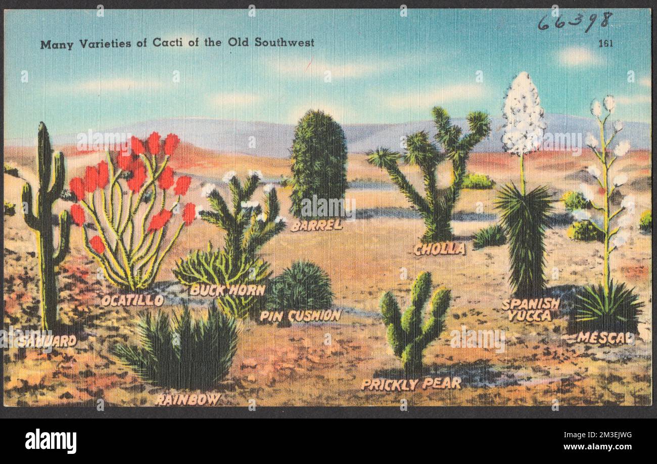 Many varieties of cacti of the old Southwest , Cactus, Tichnor Brothers ...