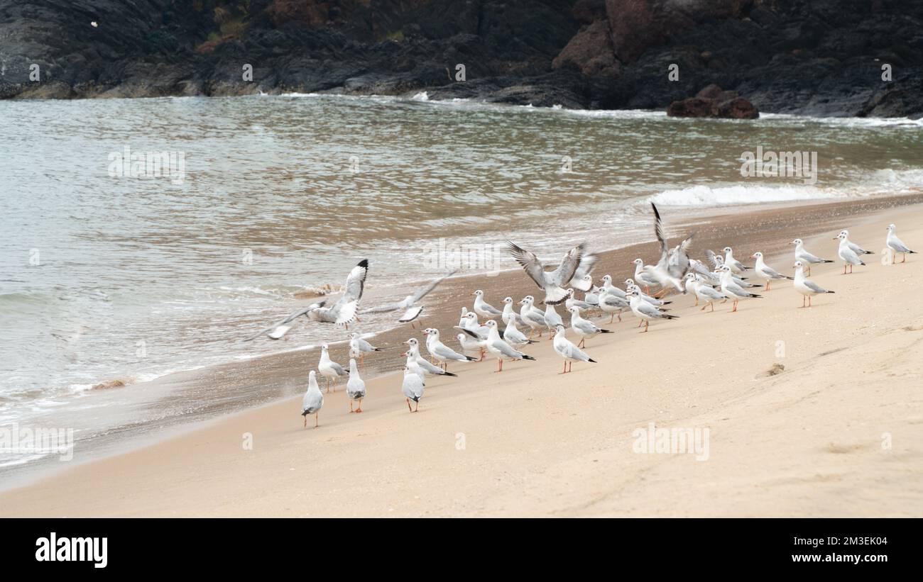 Flock of seagulls by the sea, birds Stock Photo - Alamy