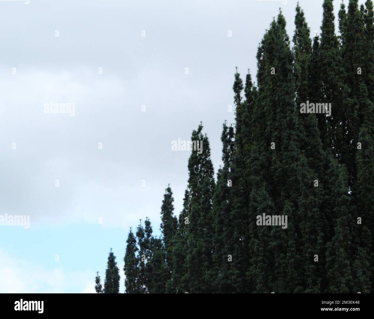 A row of green pointy tree tops on blue sky background Stock Photo - Alamy