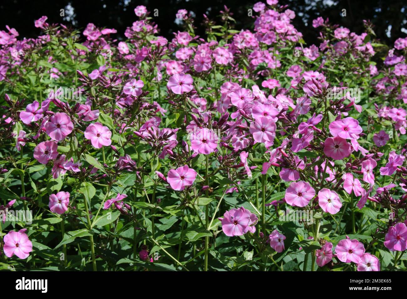 Garden Phlox (Phlox paniculata Stock Photo - Alamy