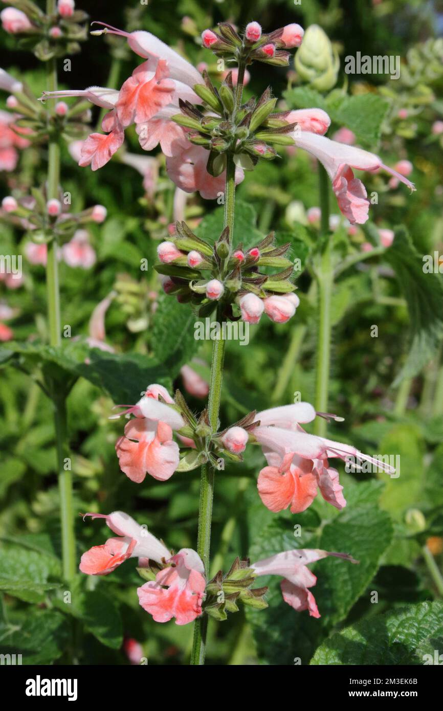 Scarlet Sage (Salvia coccinea 'Coral Nymph' Stock Photo - Alamy