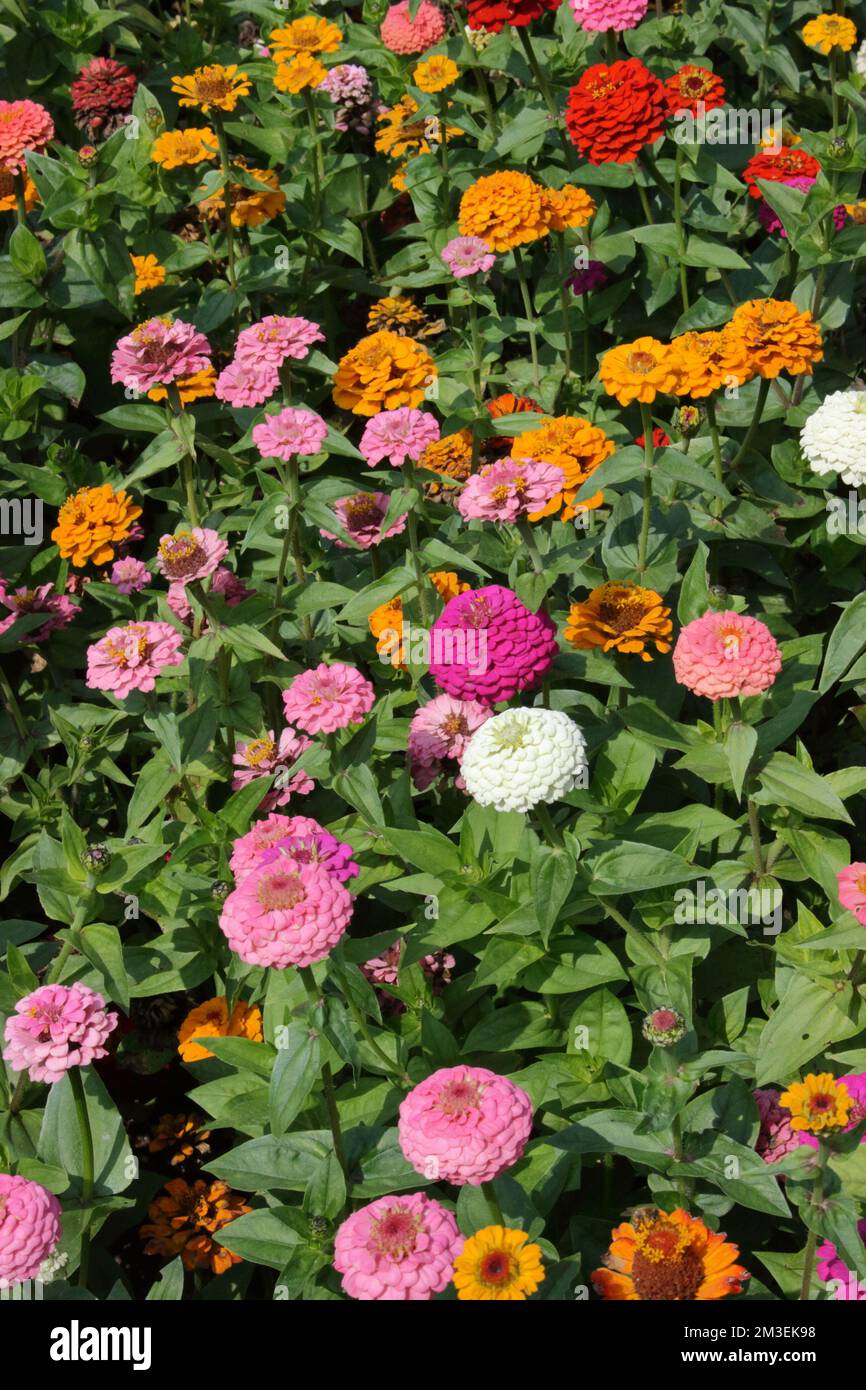 Summer border with Zinnias (Zinnia elegans Stock Photo - Alamy