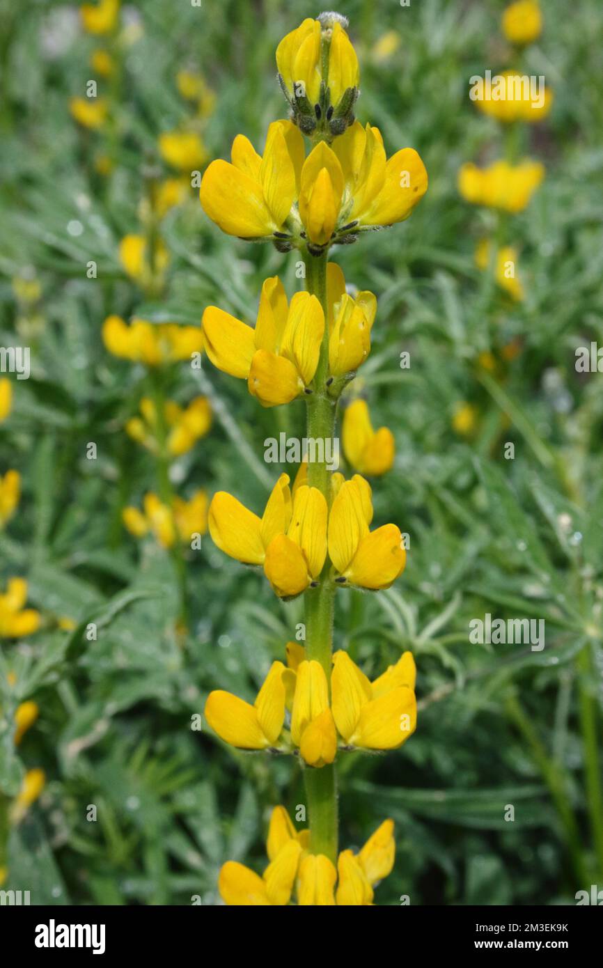 Yellow lupin (Lupinus luteus Stock Photo - Alamy
