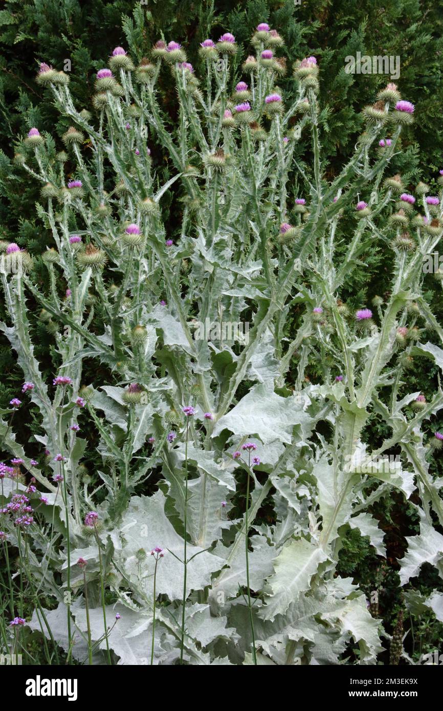 Silver grey foliage and purple thistle like flower hi-res stock ...