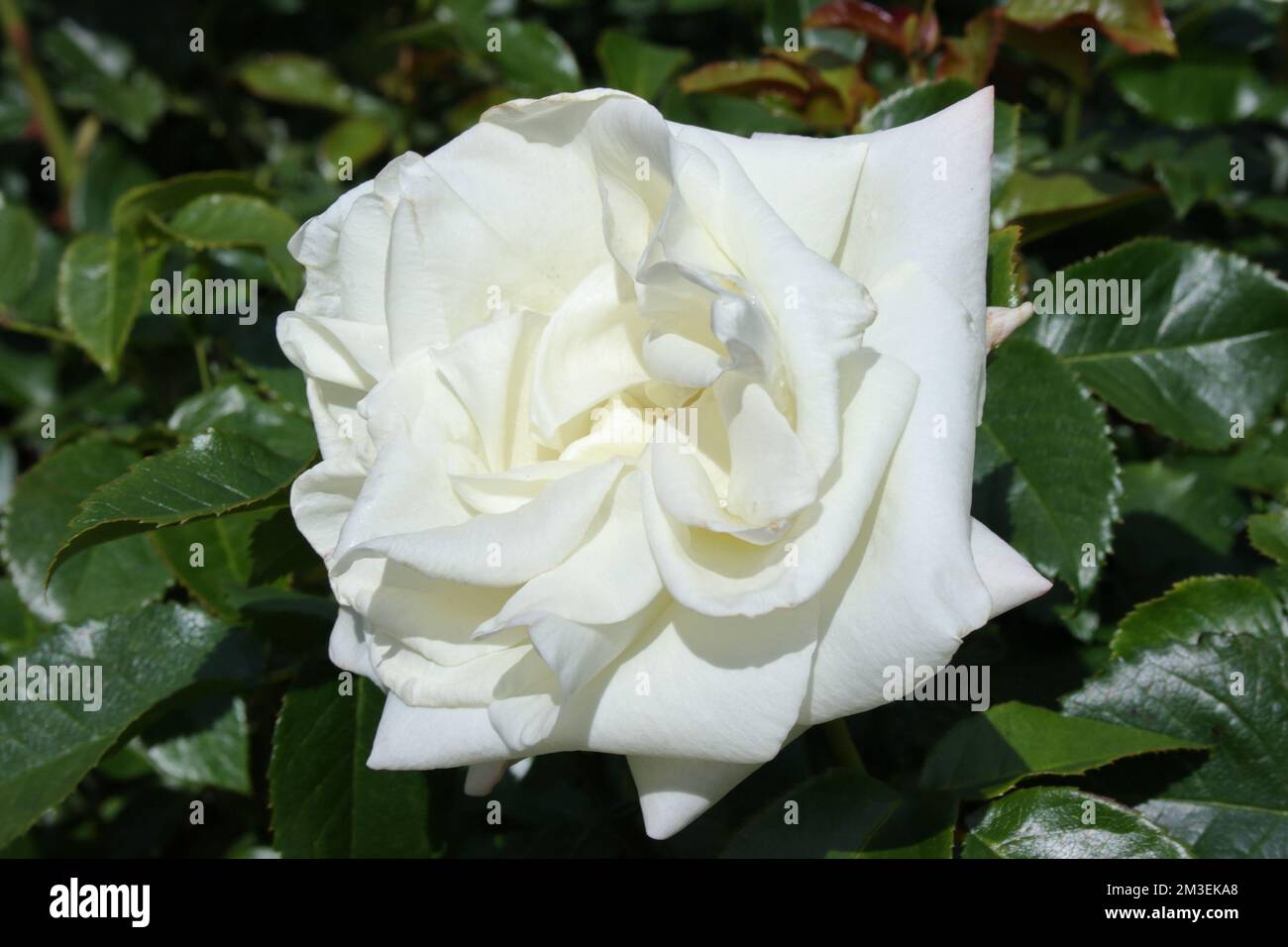 Floribunda Rose 'La Paloma' Stock Photo - Alamy