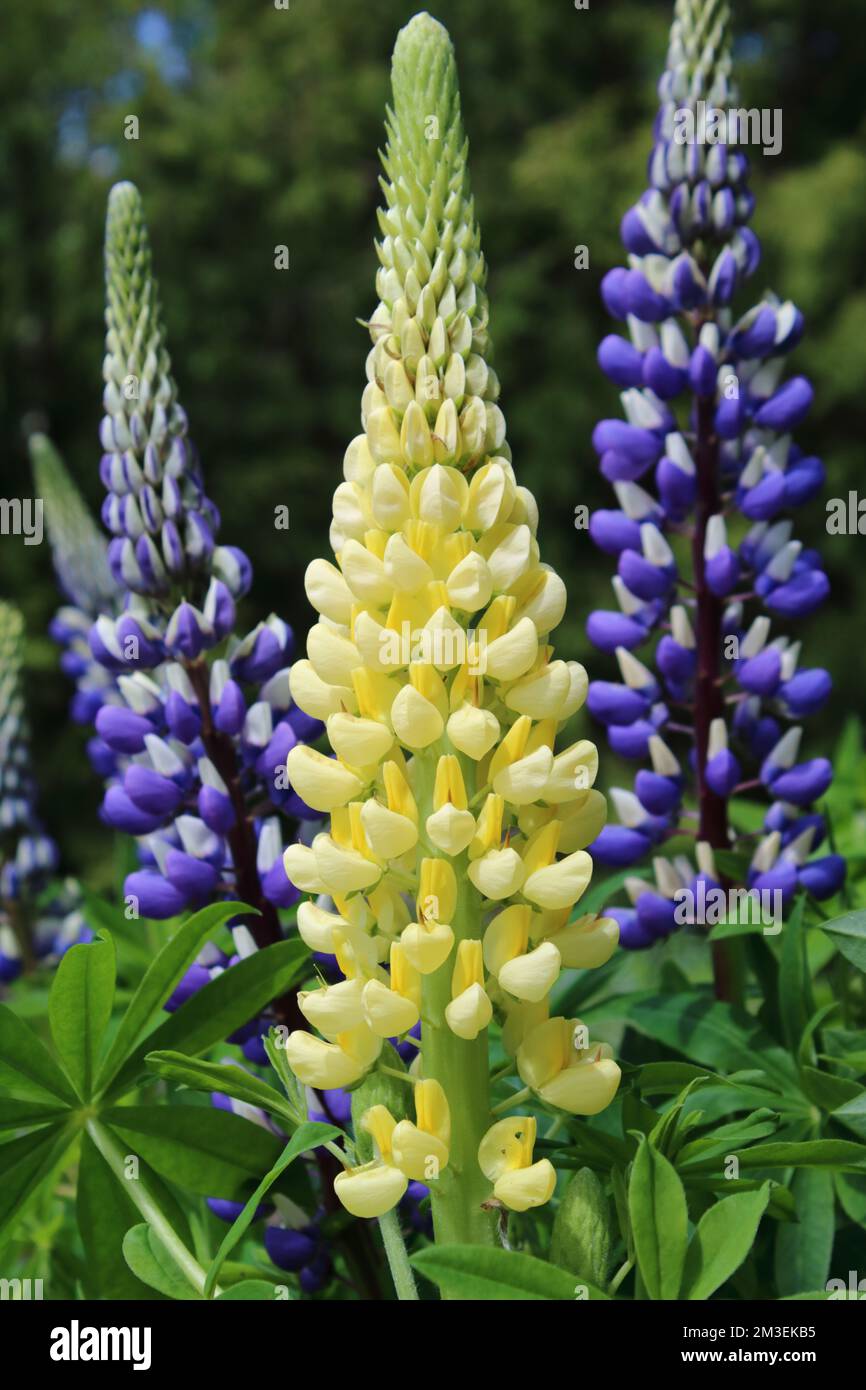 Garden Lupin (Lupinus polyphyllus 'Chandelier') and (Lupinus ...