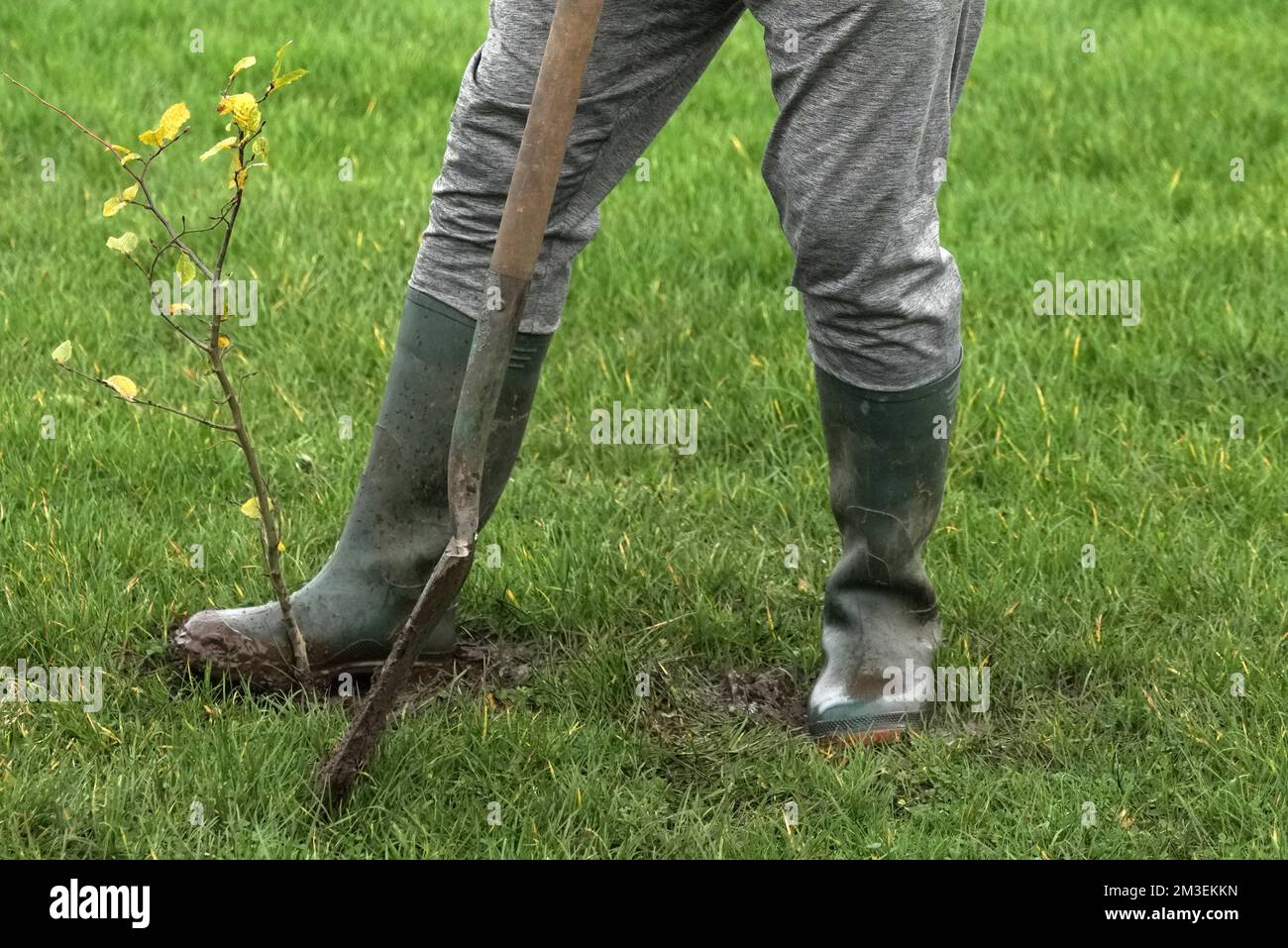 Planting a sapling Stock Photo - Alamy